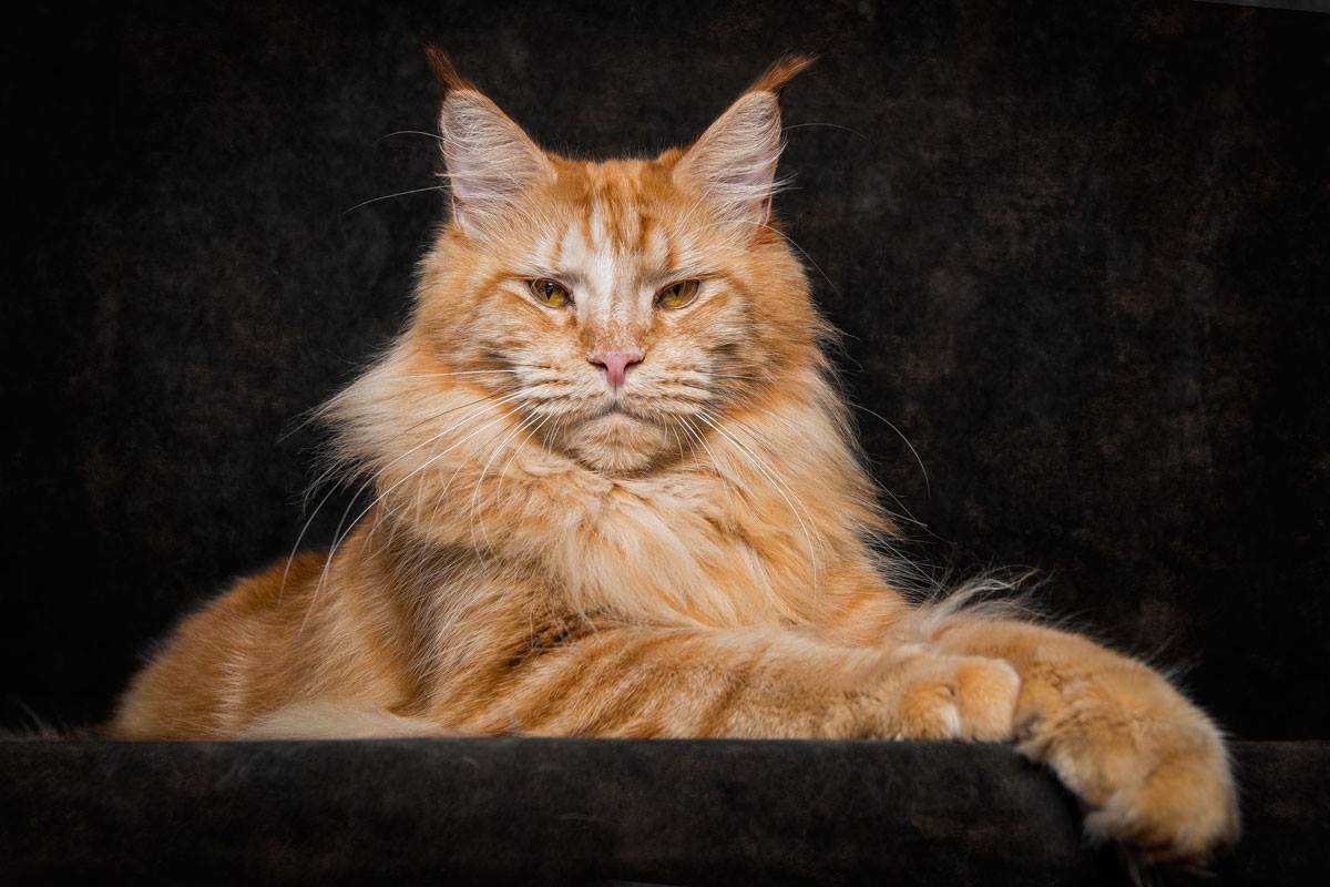 Majestueuze foto's van de Maine Coon | DIGIFOTO Pro