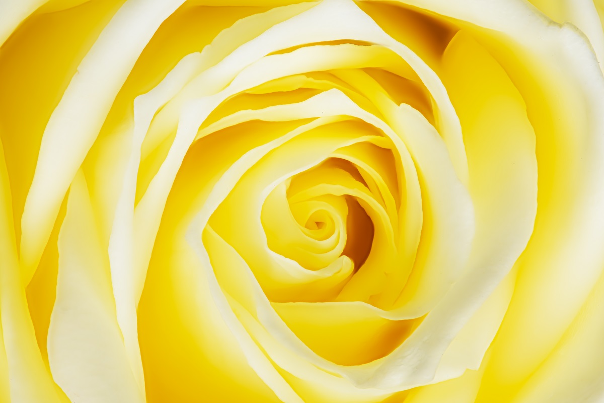 Focus Shift en Focus Stack met Nikon D850 | DIGIFOTO Pro