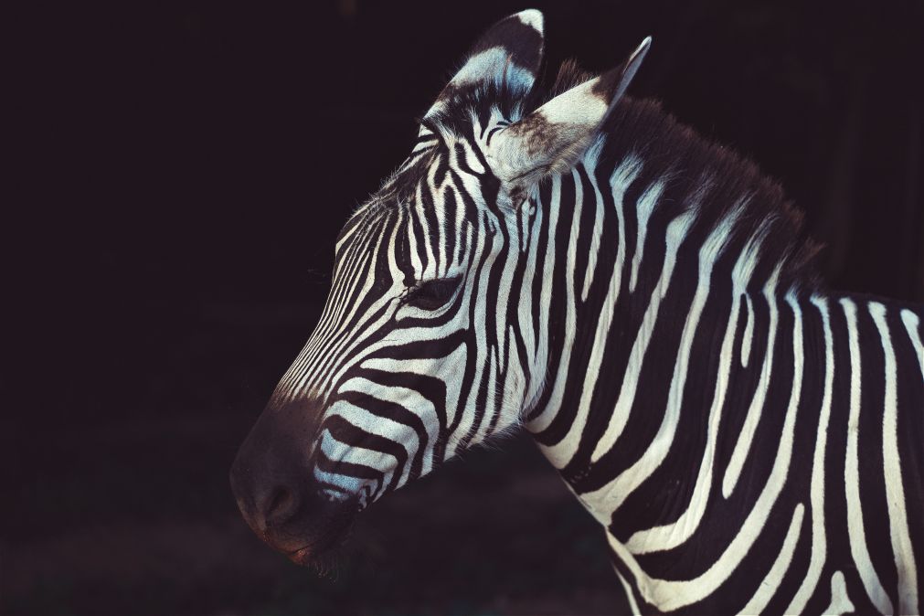 Over Zebra, Focus Peaking en andere 'vergeten' camerafuncties ...